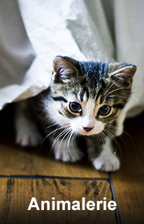 Animalerie en ligne : chien, chat, poissons, poulailler | Truffaut