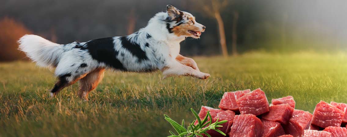 Animalerie | Truffaut